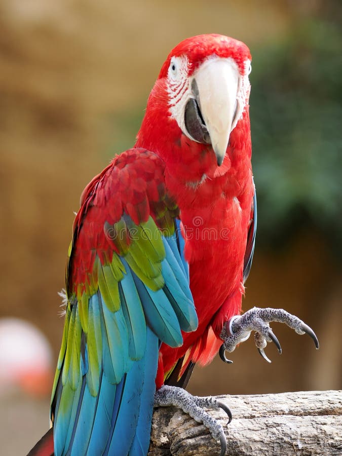 Green-winged Macaw on Perch Stock Photo - Image of portrait, feather ...