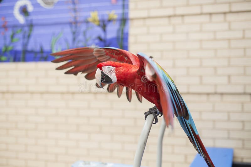 Green winged macaw stock photo. Image of macaw, rainbow - 260152992
