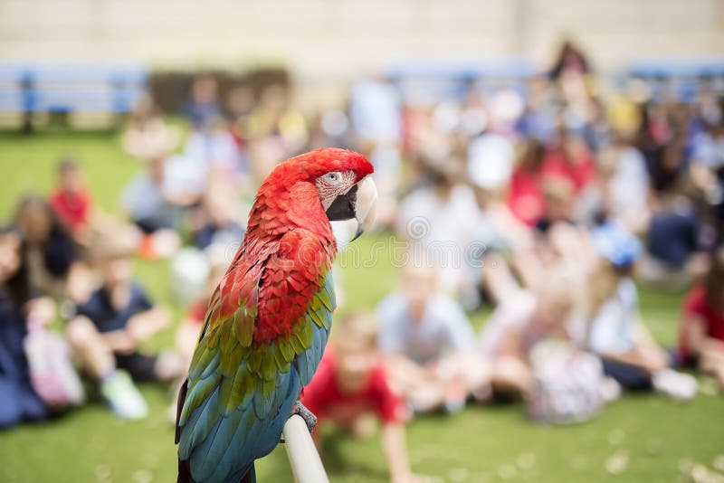 Green winged macaw stock image. Image of green, amazon - 260152993