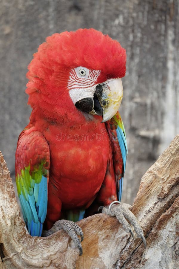 Green-winged Macaw Standing on the Wood Stock Photo - Image of beak ...
