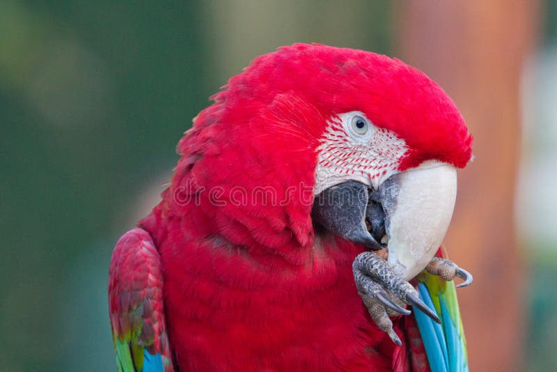 Green WInged Macaw stock photo. Image of wildlife, winged - 88516092