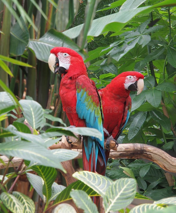 Green Winged Macaws (Ara Chloropterus) Stock Photo - Image of macaw ...