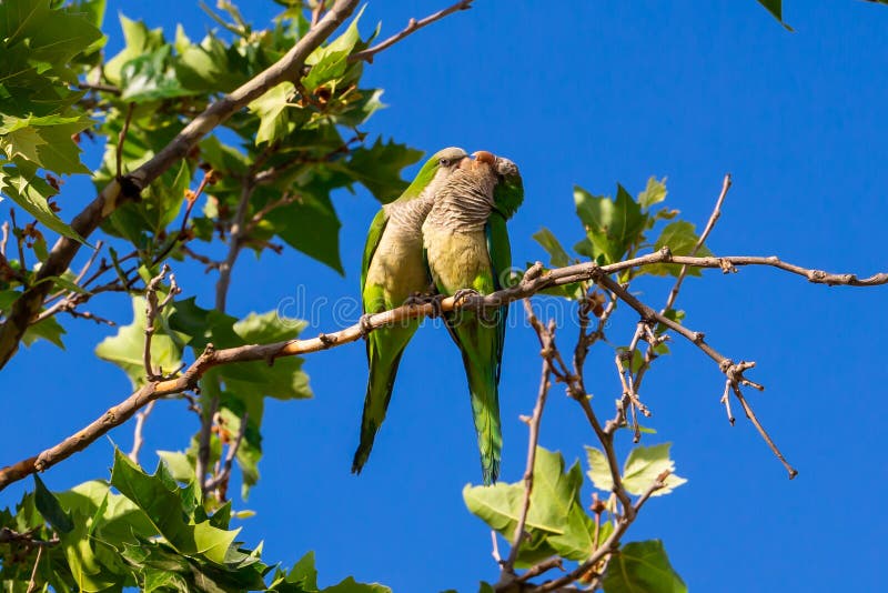 Green-winged Parrots Perched on a Tree Branch. Small Birds. Tropical ...