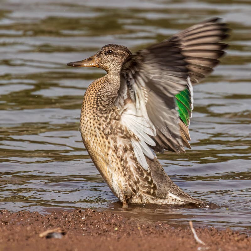 Green Winged Teal Flapping Wings Stock Photo - Image of winged ...