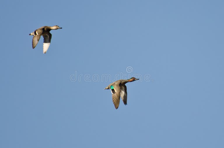 115 Blue Winged Teal Flight Stock Photos - Free & Royalty-Free Stock ...