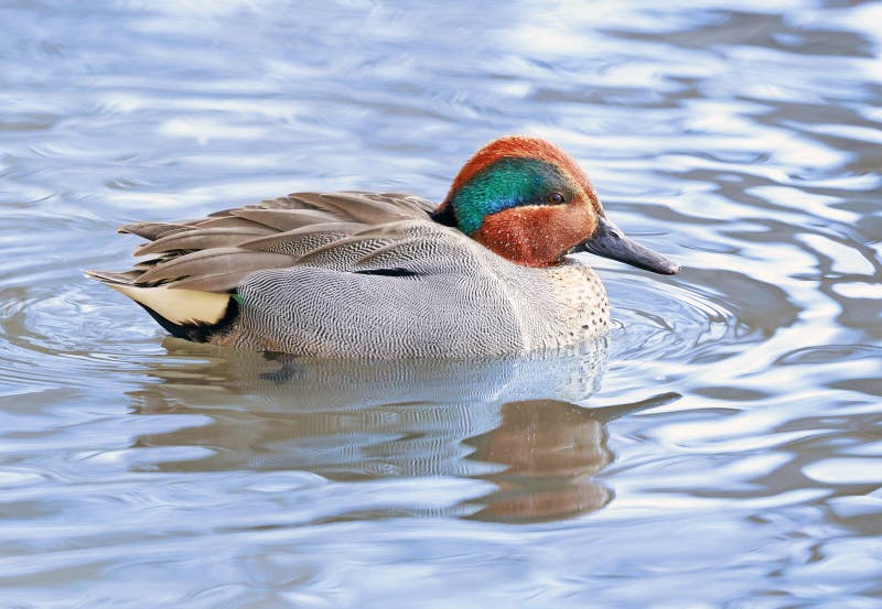 Green-winged Teal Portrait, Quebec Stock Photo - Image of close ...