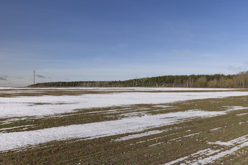 Green Winter Wheat in the Winter Season Stock Photo - Image of white ...