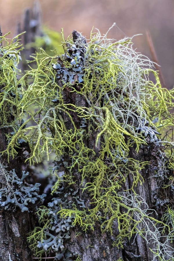 Wolf Lichen (Letharia Vulpina) Stock Image - Image of northwest, wood ...