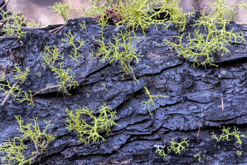 Green Wolf Lichen stock photo. Image of frost, environment - 191561942