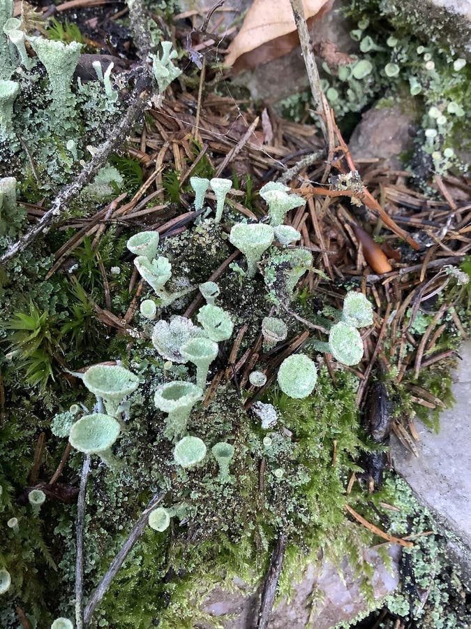 Green wood moss mushrooms stock photo. Image of soil - 271284840