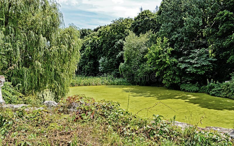 Green wood stock image. Image of grass, swamp, summer - 74513671