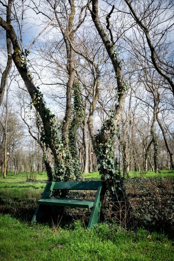 Green Wooden Bench Near Trees Stock Image - Image of outside, outdoors ...