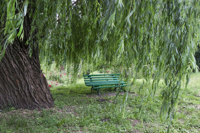 Green Wooden Bench Under a Willow Tree. Thick Tree Trunk and Hanging ...