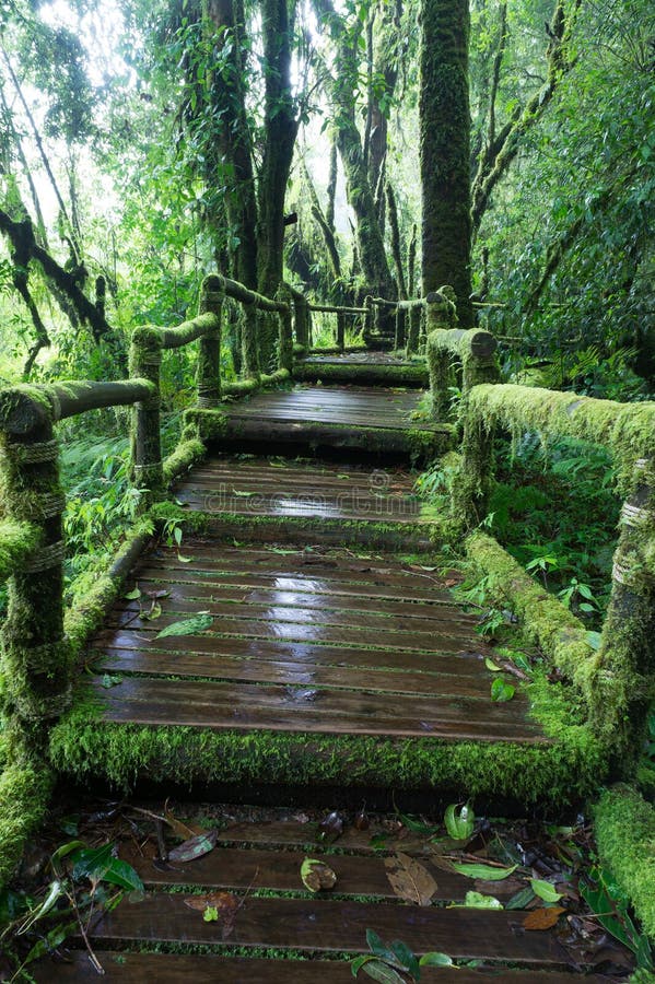 Green Wooden Walkway In Rain Forest Stock Photo - Image of environment ...