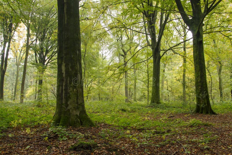 Green woodland stock image. Image of forest, woods, summer - 95769519