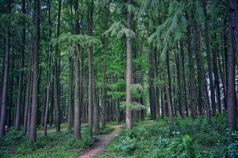 Green woods in summer stock image. Image of summer, green - 223251009
