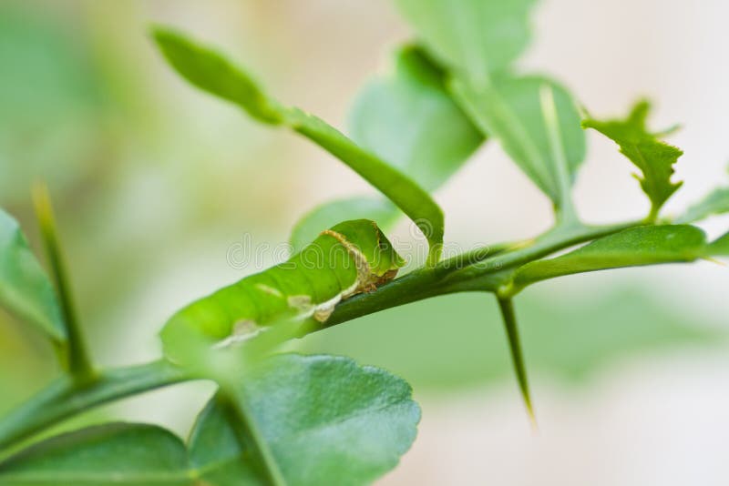 Green worm stock image. Image of worm, natural, chrysalis - 26663099