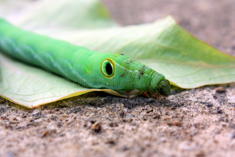 Green worm stock image. Image of wildlife, worm, animal - 27459535