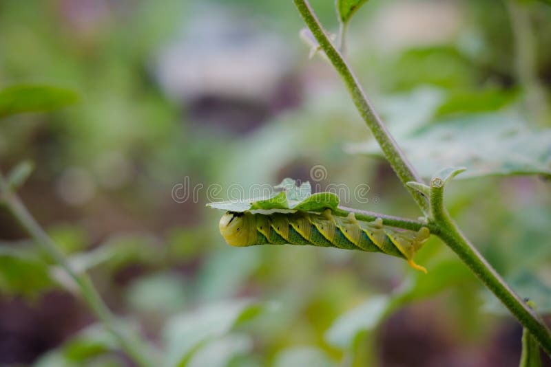 Green worm on branch tree stock image. Image of natural - 79677799