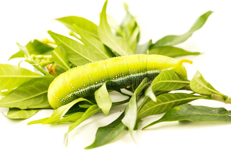 Green worm stock photo. Image of farm, destructive, wild - 60275068