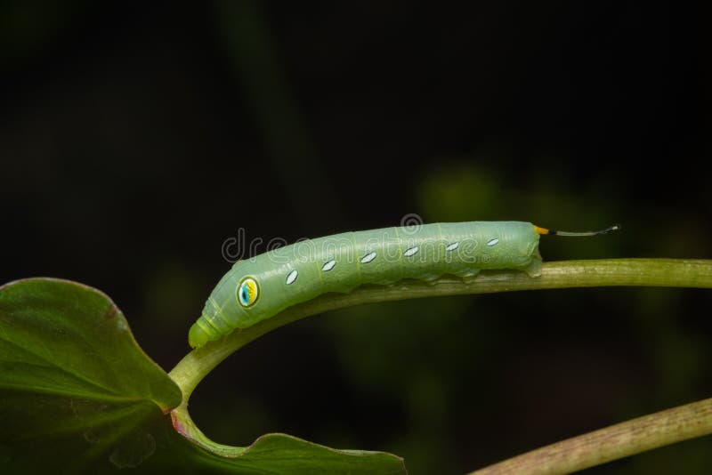 Green worm caterpillar stock image. Image of organic - 374794877