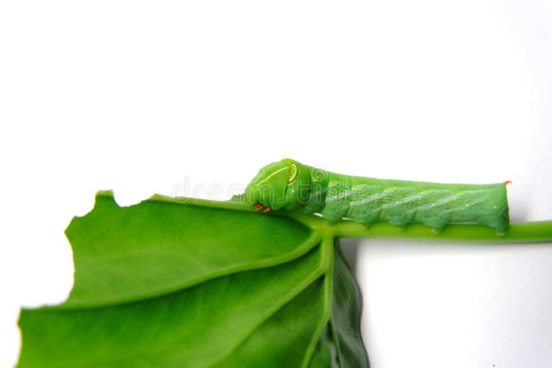 Green worm stock photo. Image of green, natural, cutworm - 46135748