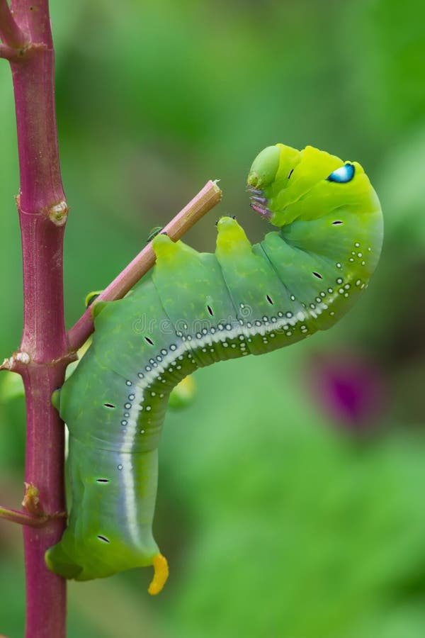 Green worm creep stock photo. Image of larvae, branch - 57094602