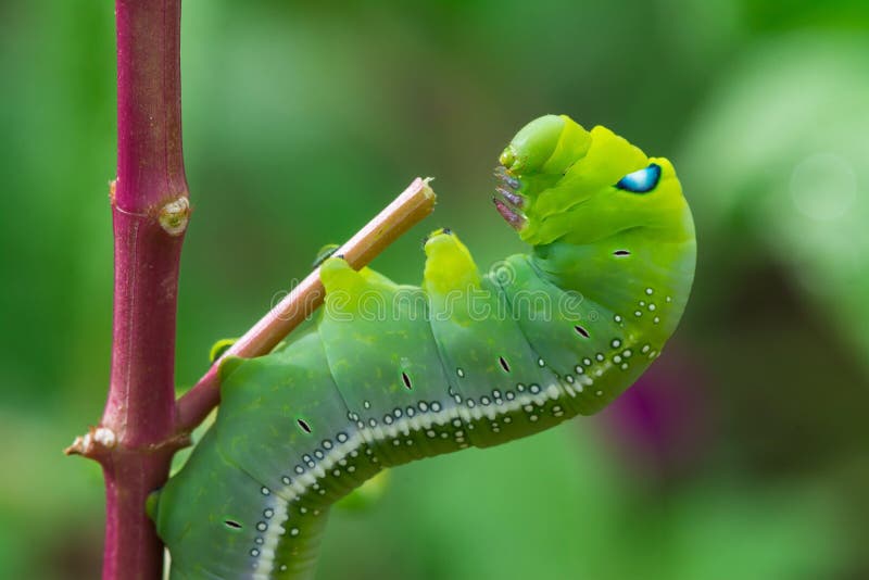 Green worm creep stock photo. Image of larva, larvae - 57094606