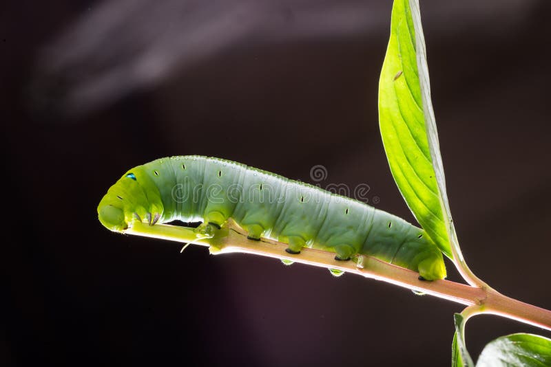 Green Worm Eating Leaves Finished Stock Image - Image of green ...