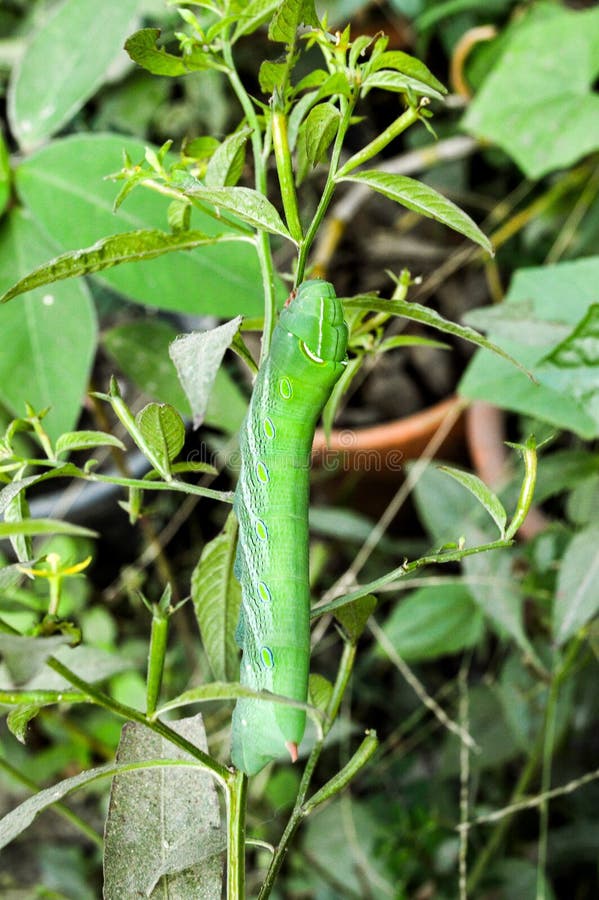 Green worm stock photo. Image of larva, leaves, garden - 55666984