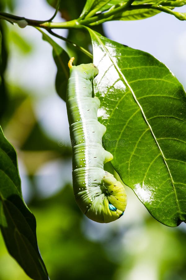 Green worm stock image. Image of branch, leaf, arthropod - 55284773
