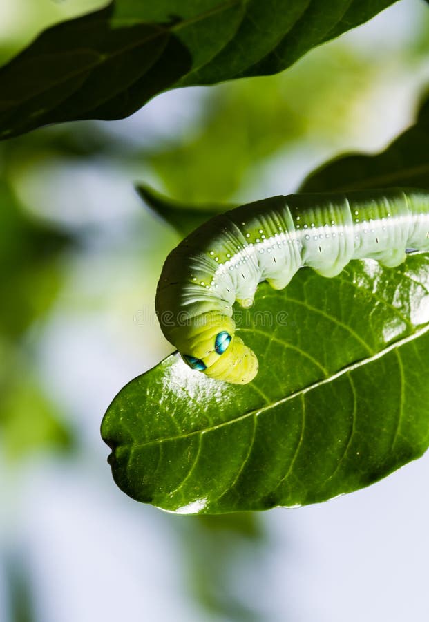 Green worm stock photo. Image of biology, arthropod, close - 55636024