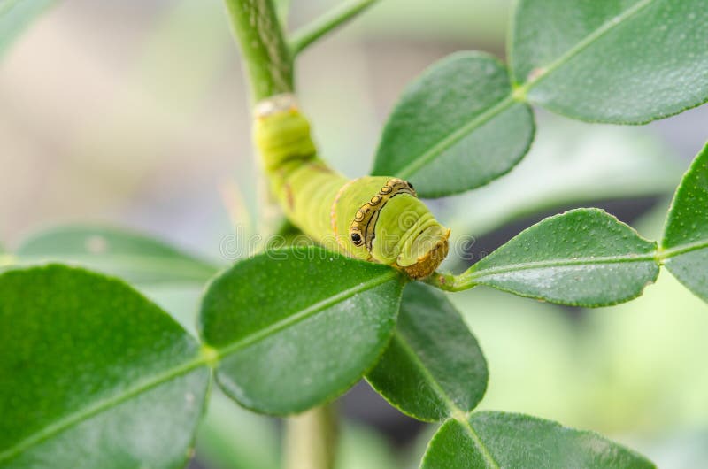 Green worm stock photo. Image of arthropod, moth, consuming - 42229616