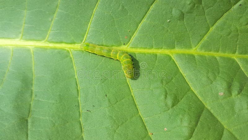 Green worm stock photo. Image of creature, leaves, farm - 77429782