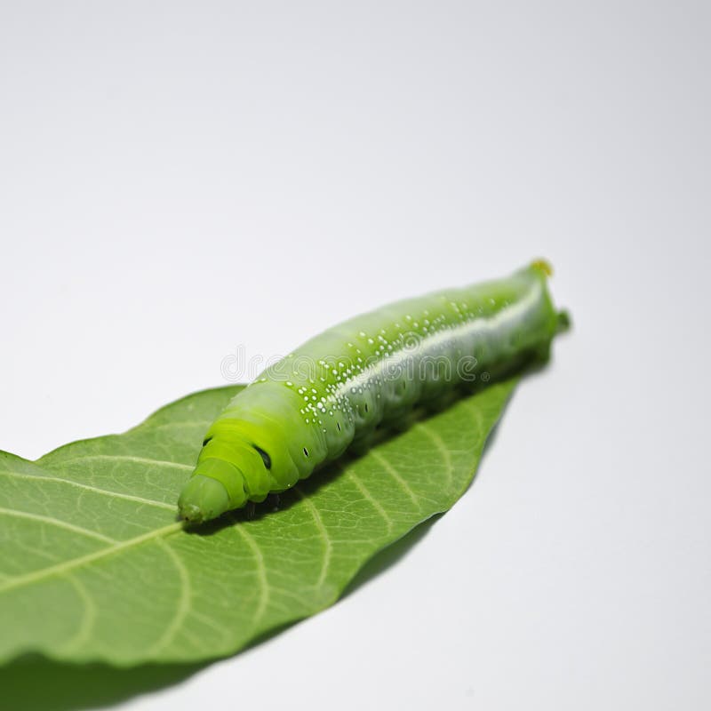 Green worm with leave stock image. Image of moth, catepillar - 31505329