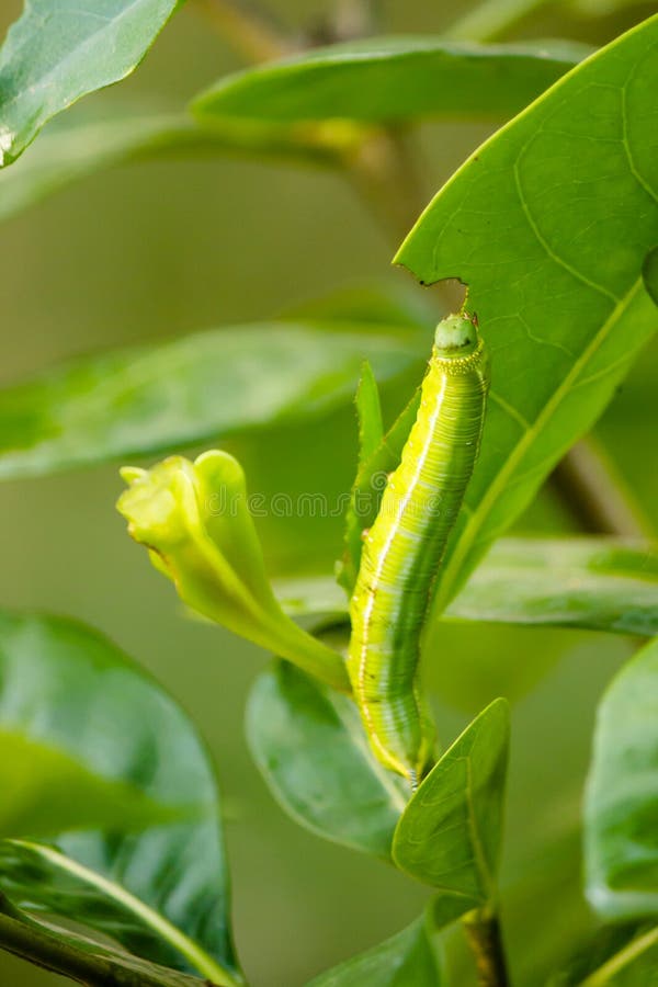 Green worm on lemon leaves stock image. Image of plant - 91055623