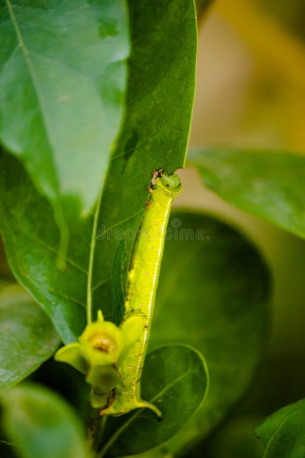 Green worm on lemon leaves stock image. Image of animal - 91056567