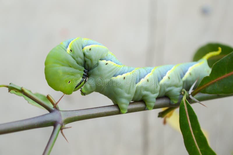 Green worm stock image. Image of insect, animal, limb - 57097599