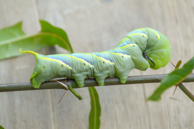 Green worm stock photo. Image of larva, leaves, garden - 55666984