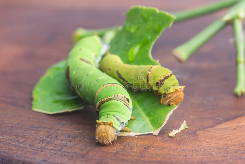 Green worm stock image. Image of leaf, pattern, wallpaper - 60163793