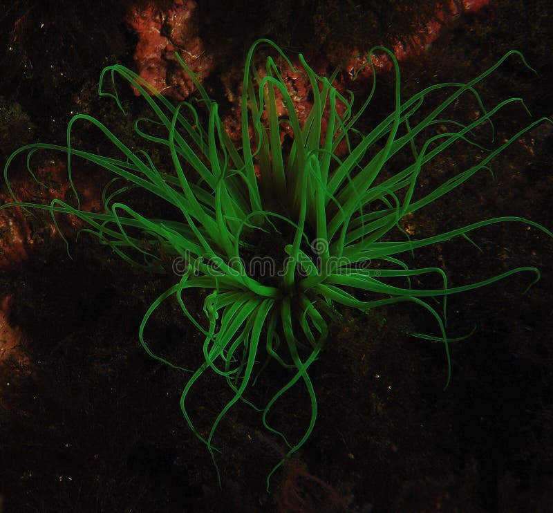 Green worm stock image. Image of diver, deep, coris, botryllus - 58309833