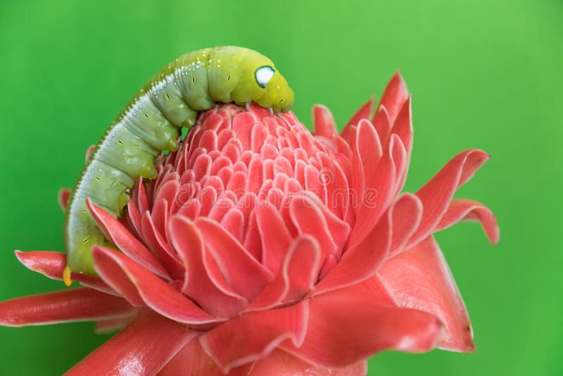 Worm on a flower stock image. Image of garden, purple - 205887461