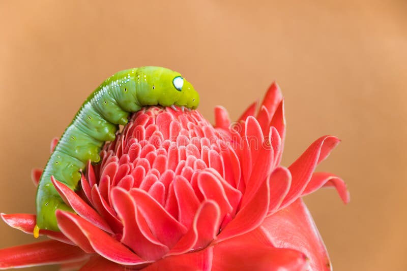 Worm on a flower stock image. Image of garden, purple - 205887461