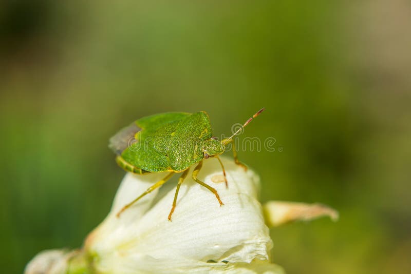 Green Worm Sack Sitting on White Petals of Flower Stock Image - Image ...