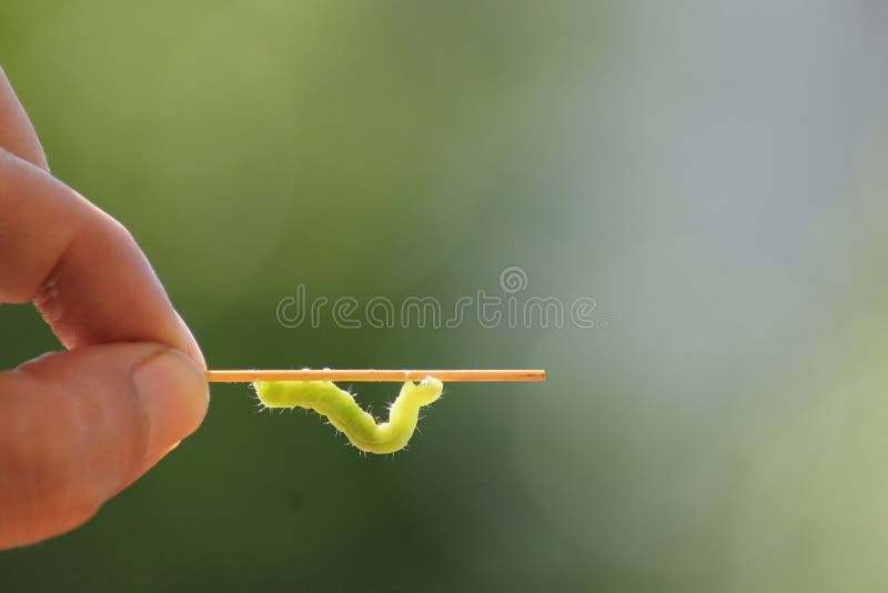 Stick Worm stock image. Image of hanging, stick, jungle - 26528713