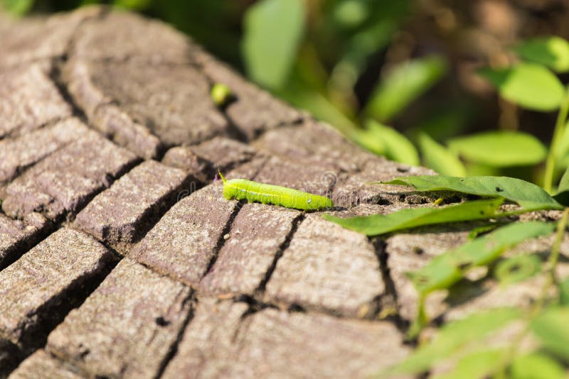 The green worm stock photo. Image of pest, leave, macro - 94724172