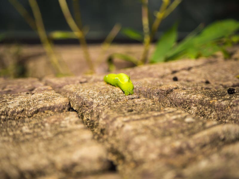 The green worm stock photo. Image of macro, isolated - 94725028