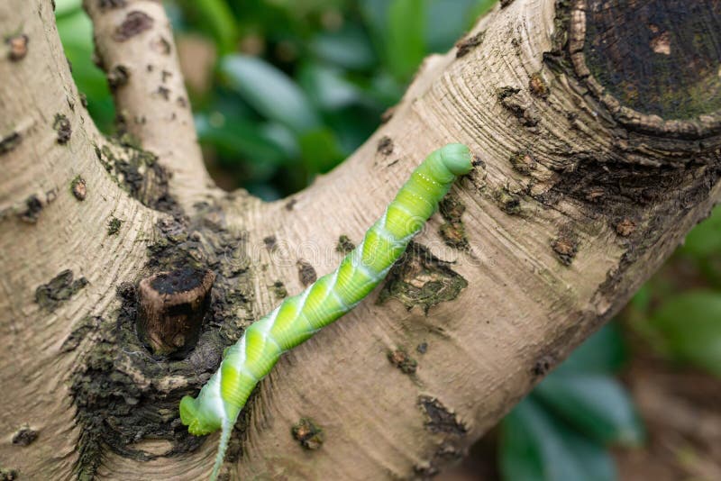 The Green Worm Is On The Soft Top Of The Orange Tree Stock Image ...
