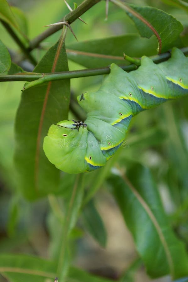 Green worm stock photo. Image of swallowtail, plant, worm - 55072664