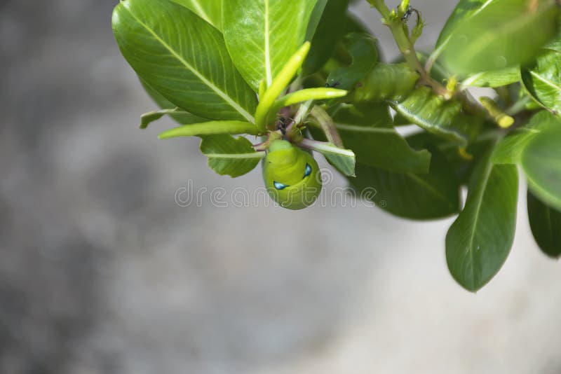 Green worm on tree. stock photo. Image of detail, tree - 76415010